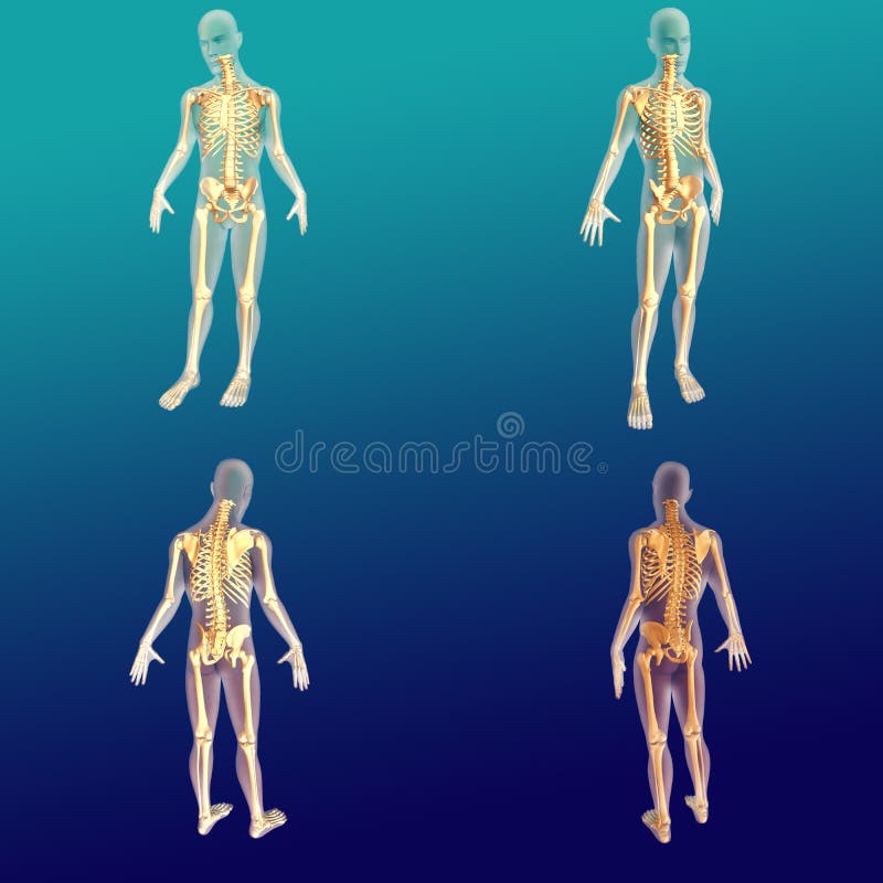 Male Anatomy 1 stock illustration. Illustration of anatomical - 23139226