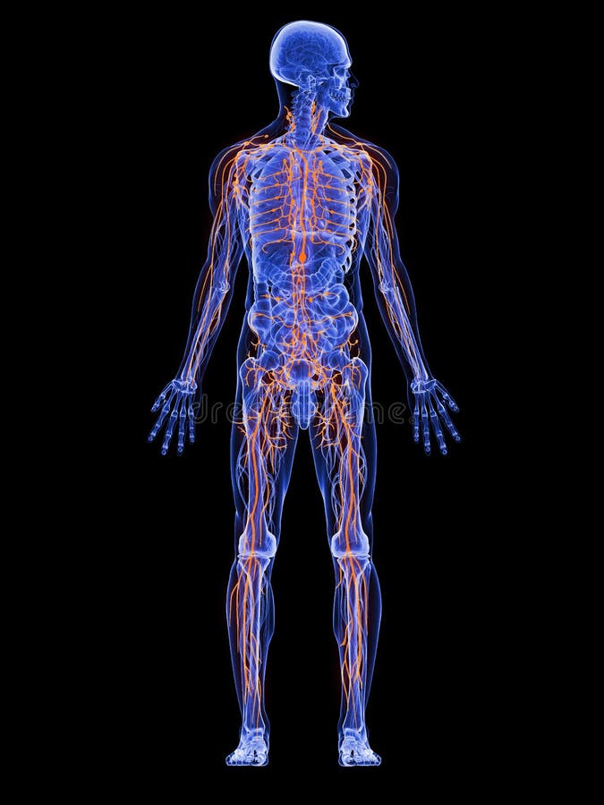 Male anatomy stock illustration. Illustration of ilium - 18582900