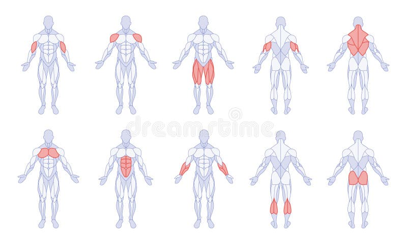 Male Anatomy with Training Body Parts Figure Standing Front and Back ...