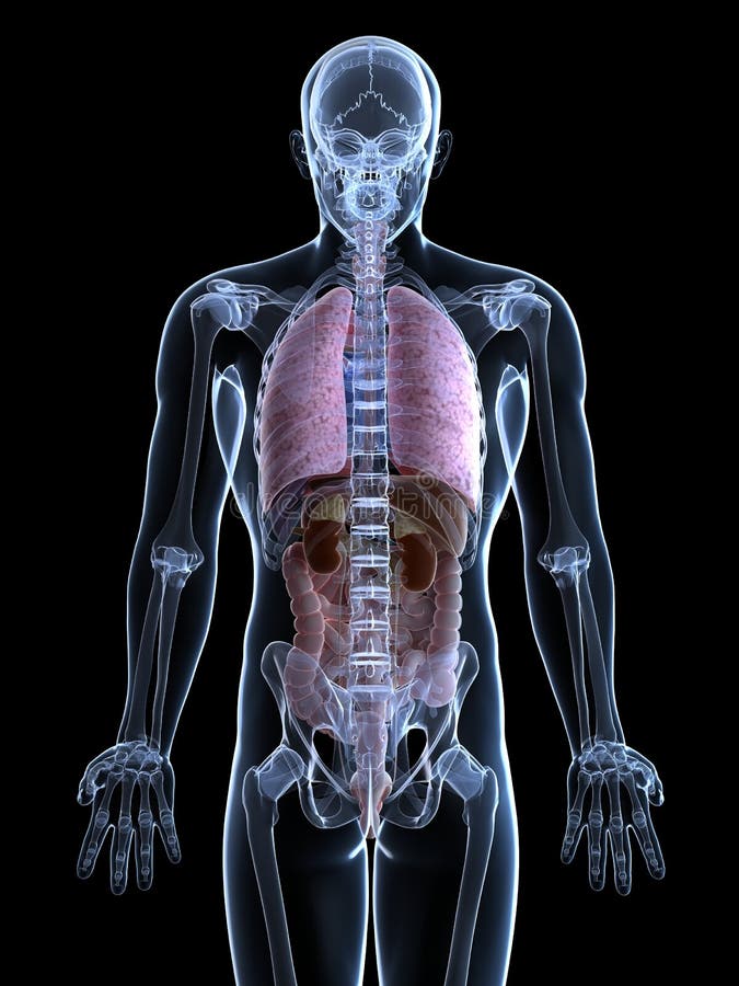 Male anatomy stock illustration. Illustration of anatomical - 28961586