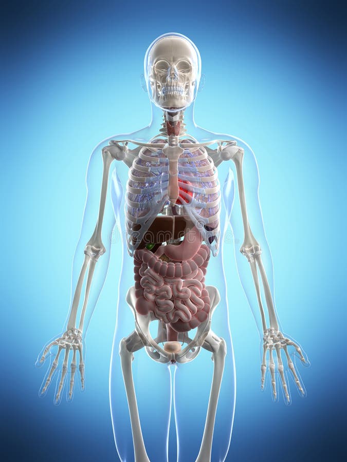 Male anatomy stock illustration. Illustration of vascular - 28962424