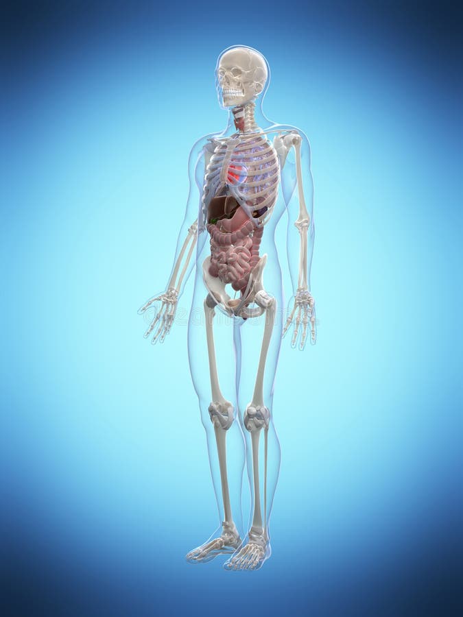 Male anatomy stock illustration. Illustration of human - 28961703