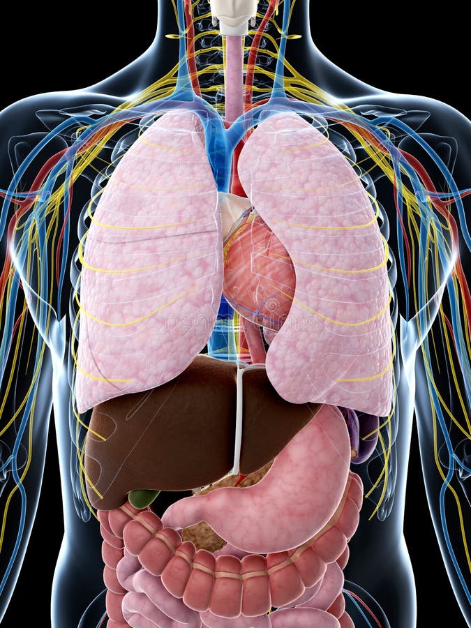 Male anatomy stock illustration. Illustration of vascular - 28962424