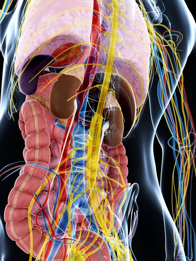 Male anatomy stock illustration. Illustration of system - 28962445