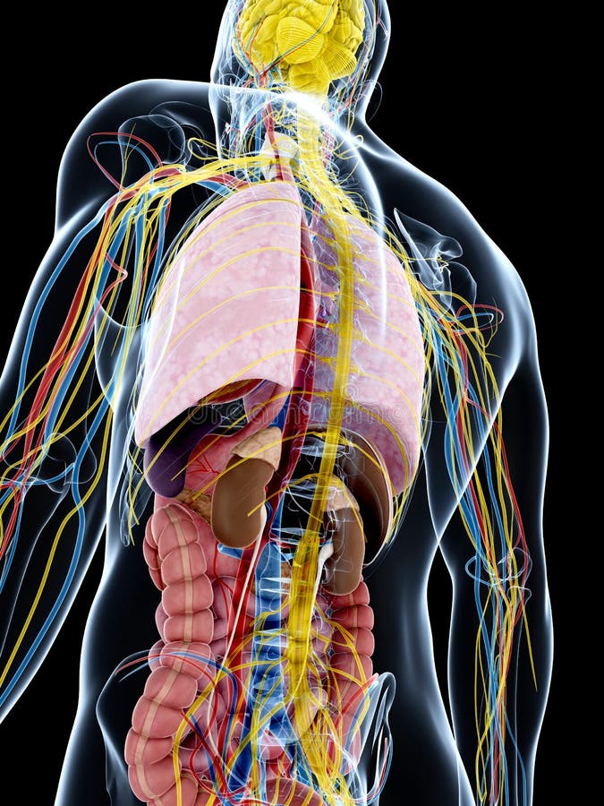 Male anatomy stock illustration. Illustration of system - 28962457