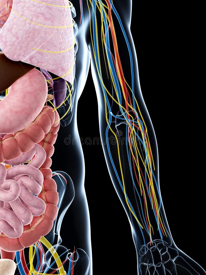 Male anatomy stock illustration. Illustration of organs - 6533697