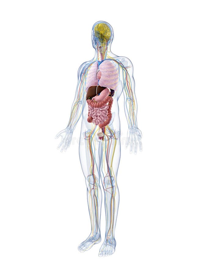 Human Body Diagram Organs No Labels