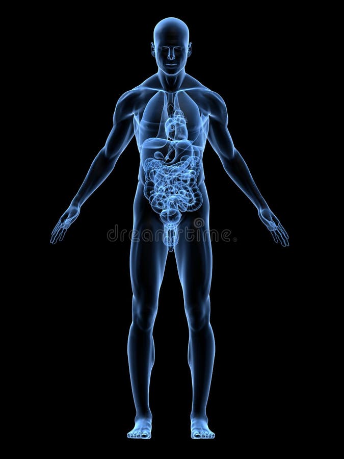 Male anatomy stock illustration. Illustration of vitals - 6533702