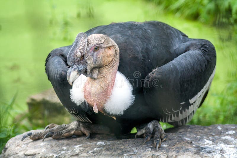 Male Andean condor stock image. Image of resting, claws - 44457681