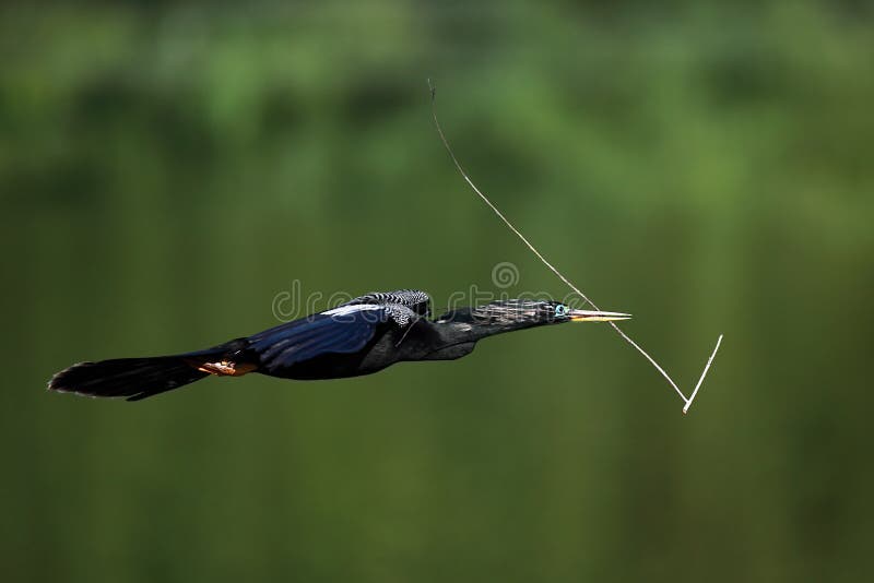 Anhinga in Flight stock image. Image of fauna, swamp - 12799851