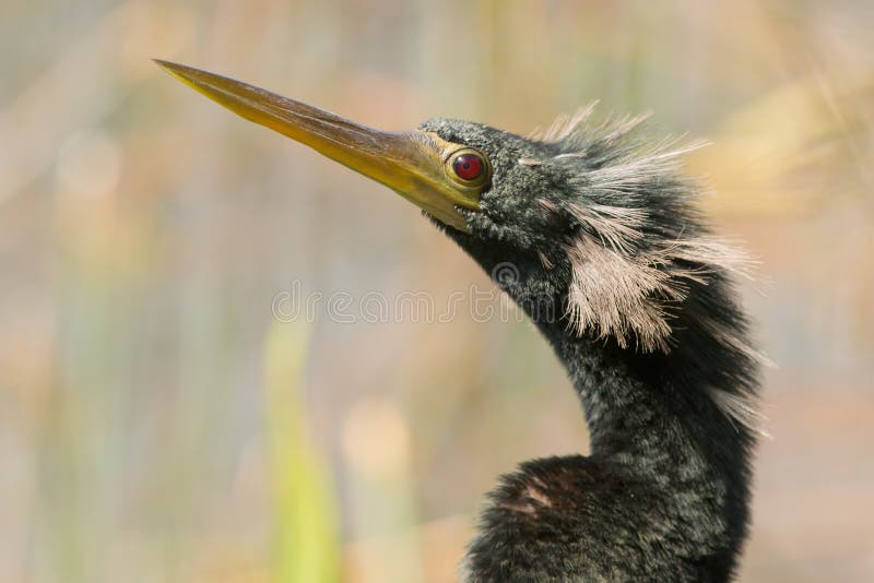 Male Anhinga Portrait stock photo. Image of wading, anhingidae - 41772048