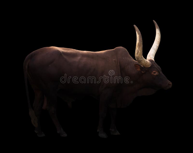 Male Ankole Watusi in Dark Background Stock Photo - Image of bovine ...