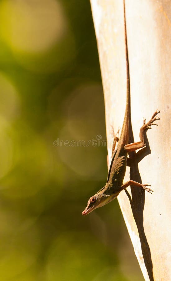 A Male Anolis Lizard on Exhibit Stock Image - Image of america ...