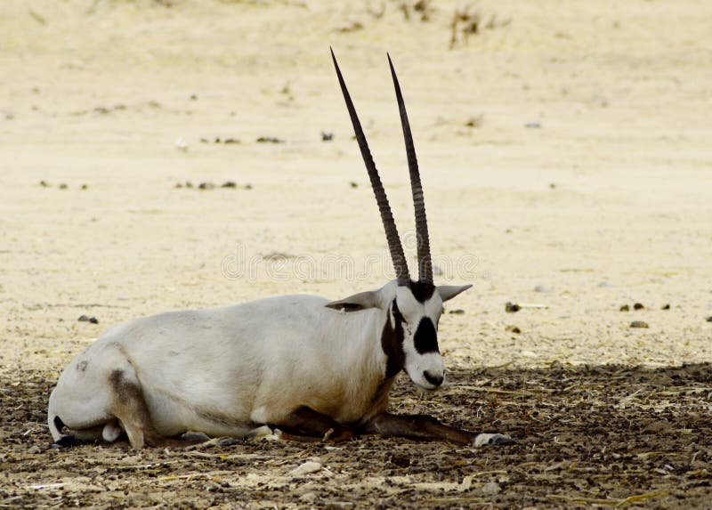 Male Arabian Oryx Leucoryx Stock Photos - Free & Royalty-Free Stock ...