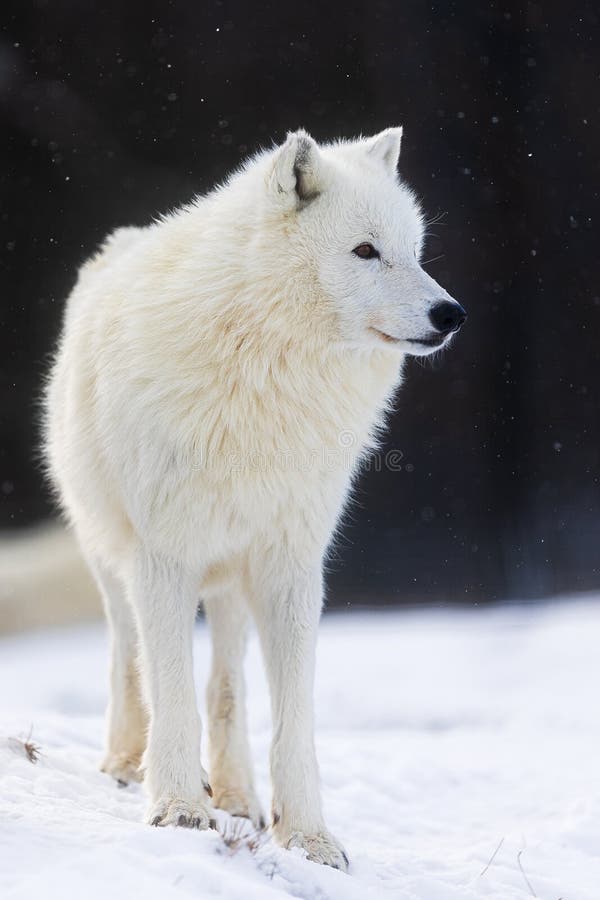 Male Arctic Wolf Canis Lupus Arctos Stock Image - Image of fierce ...