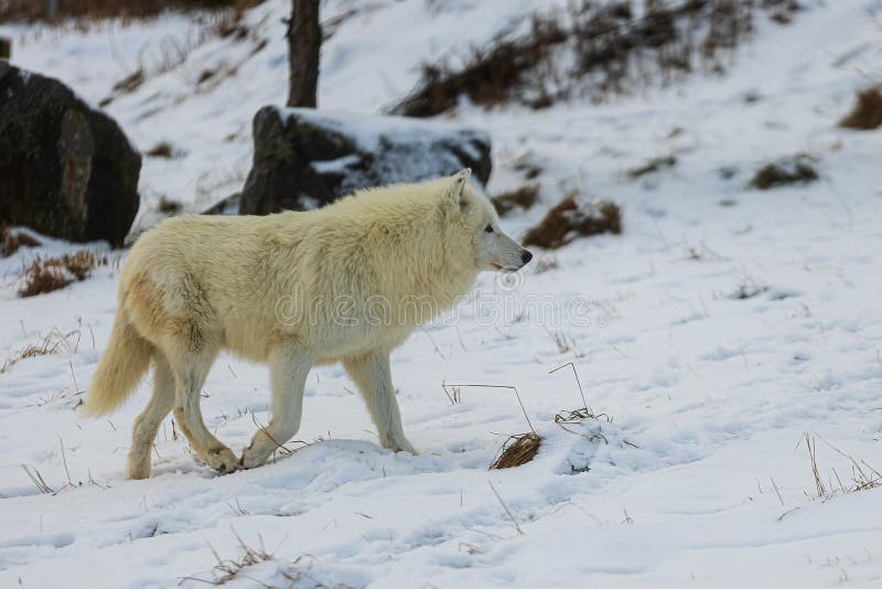 Male Arctic Wolf Canis Lupus Arctos Move Quickly Stock Image - Image of ...