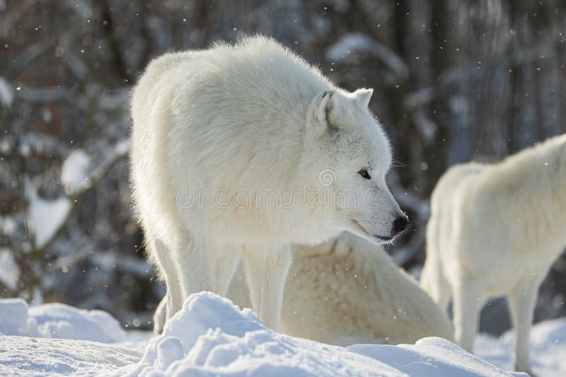Male Arctic Wolf (Canis Lupus Arctos) in a Pack Stock Image - Image of ...