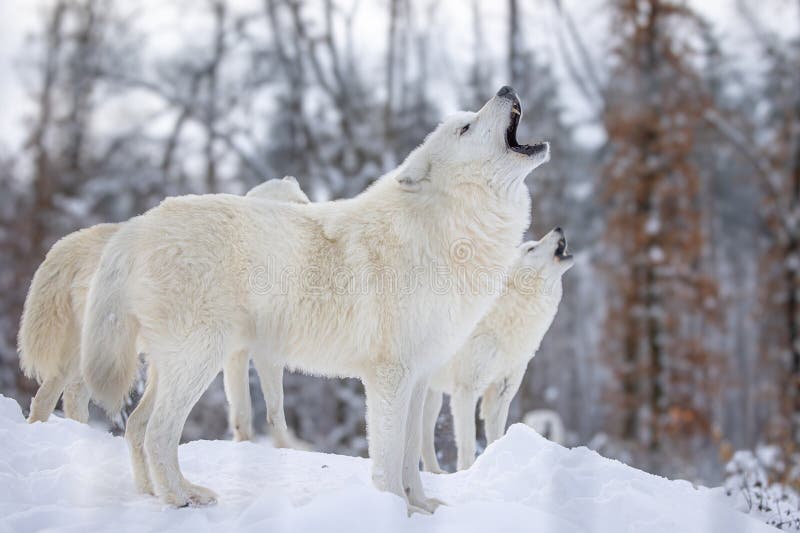 Male Arctic Wolf (Canis Lupus Arctos) the Pack is Howling, Summoning ...