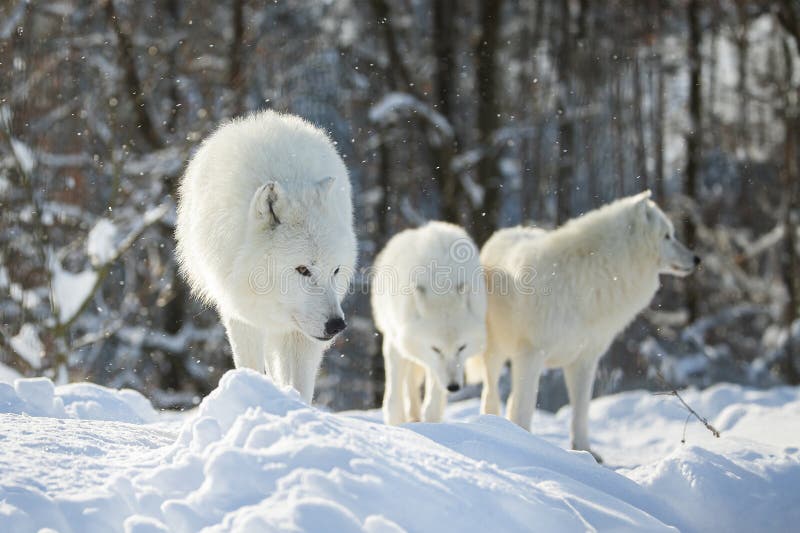 Male Arctic Wolf (Canis Lupus Arctos) Pack on the Way Stock Photo ...