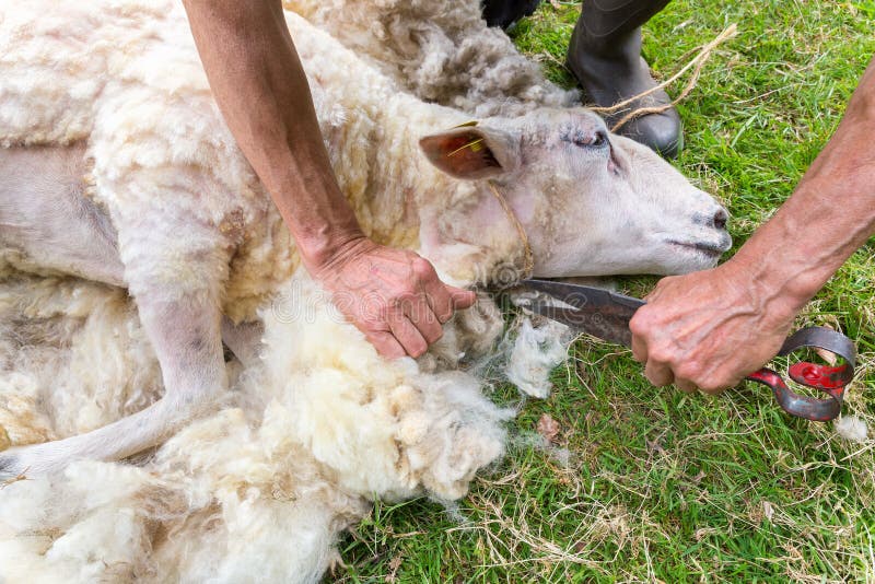 156 Shaving Sheep Wool Stock Photos - Free & Royalty-Free Stock Photos ...