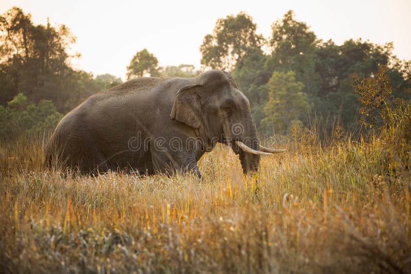 The male Asian elephants. stock photo. Image of african - 274169352
