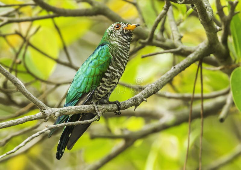 Male Asian Emerald Cuckoo stock image. Image of green - 36629165