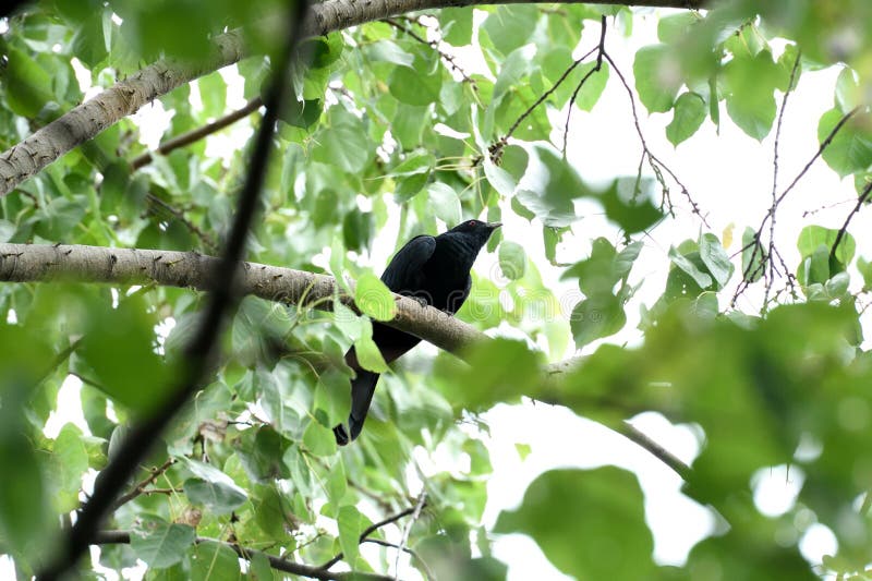 Male Asian Koel stock photo. Image of asian, koel, large - 160039908