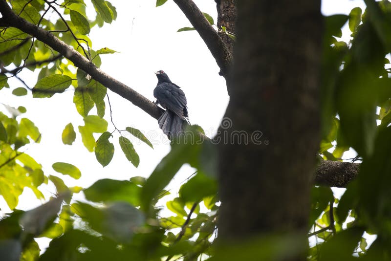 Male Asian Koel stock image. Image of brood, asian, eudynamys - 160039521