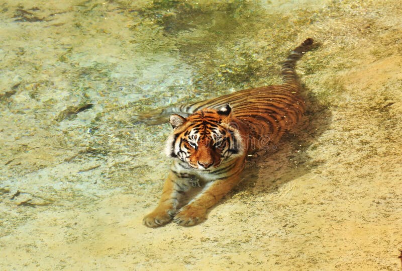 Male Asian Tiger Resting in Pool Stock Image - Image of king, pond ...