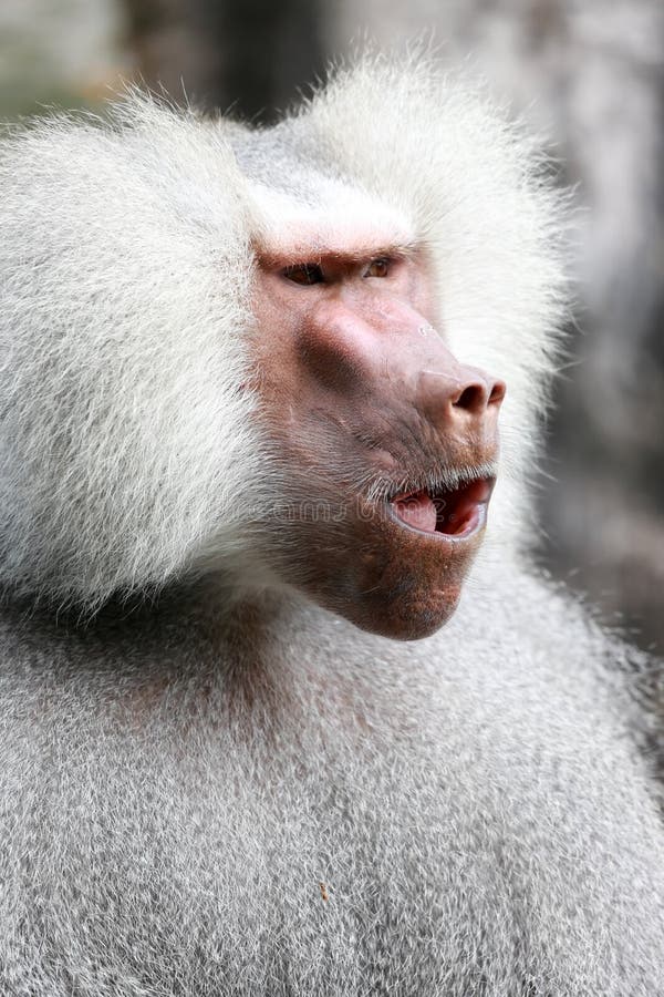 Male Baboon stock image. Image of calling, monkey, mammal - 26497139