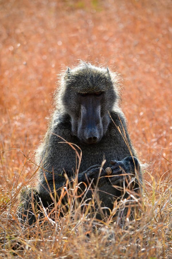 Contemplating Life. Seal Lying Down Thinking. Animal Meme Image Stock ...