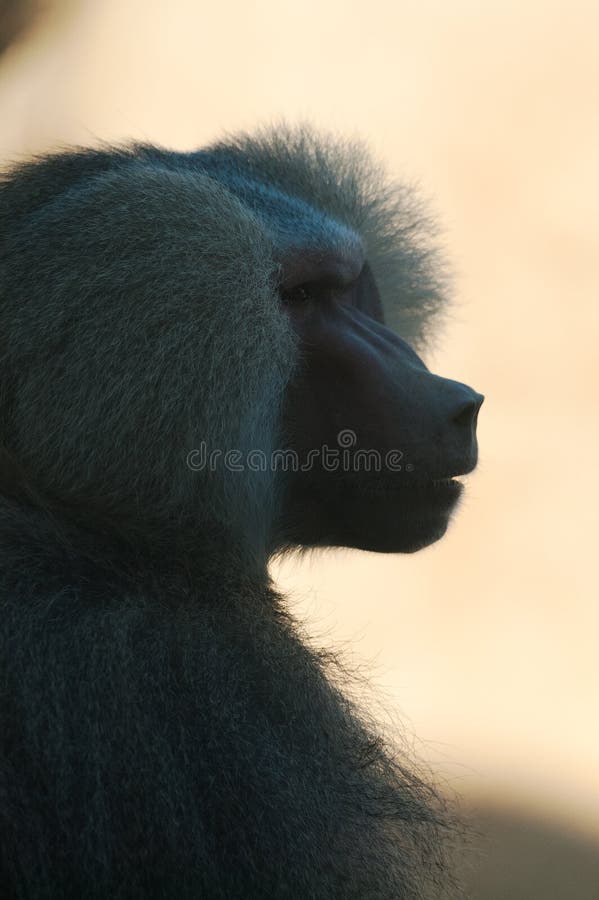 Baboon in profile stock image. Image of papio, profile - 19075217
