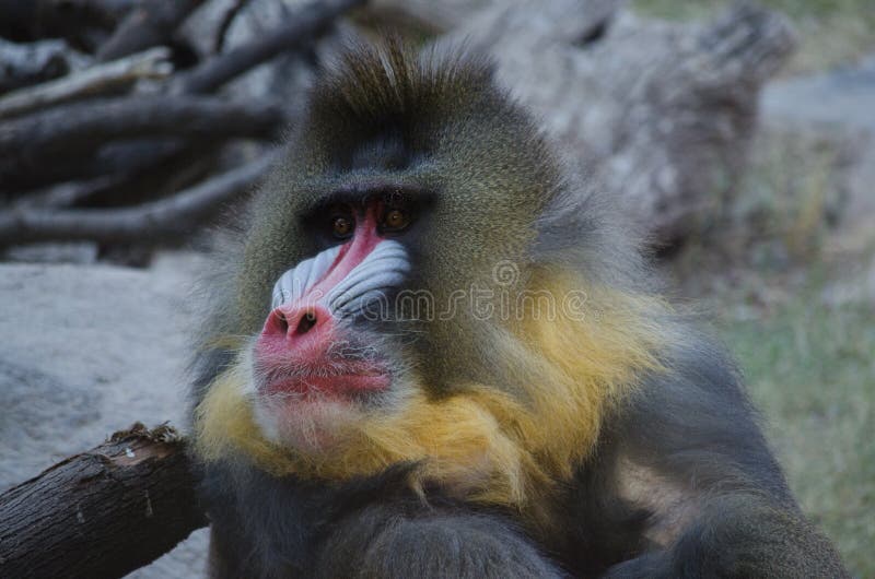 Male Baboon Sitting Log Stock Photos - Free & Royalty-Free Stock Photos ...
