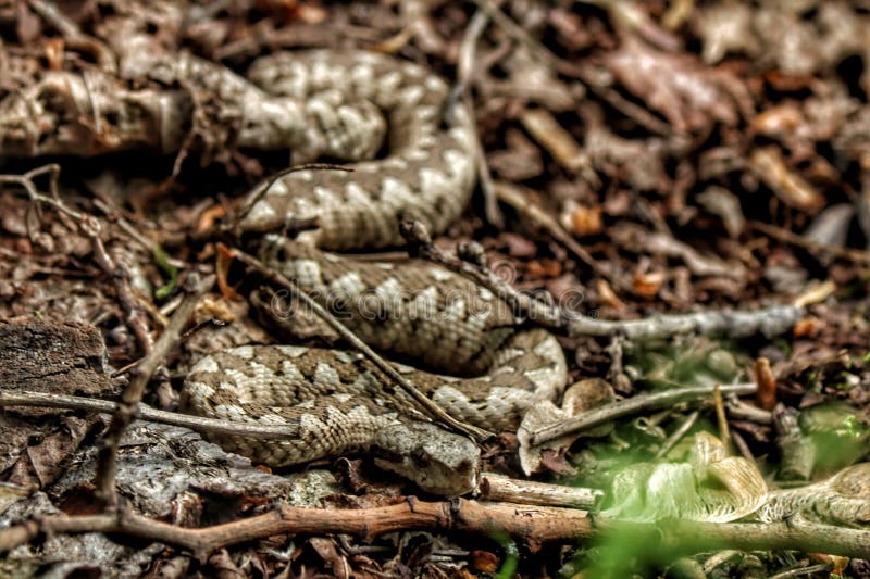 Male baby viper stock image. Image of animal, snake - 371296165