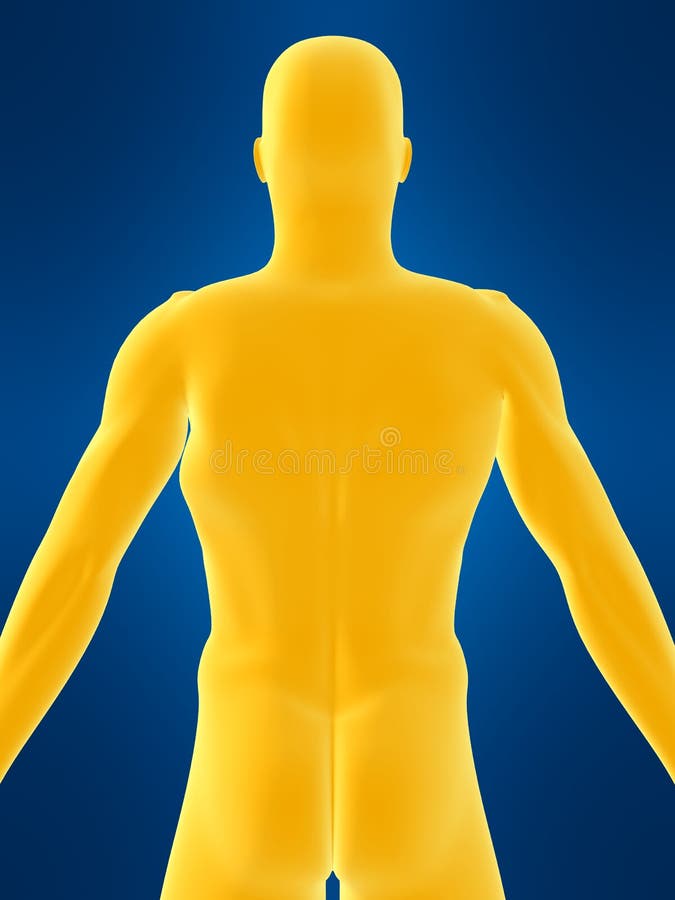 Male back stock illustration. Illustration of medically - 2120638