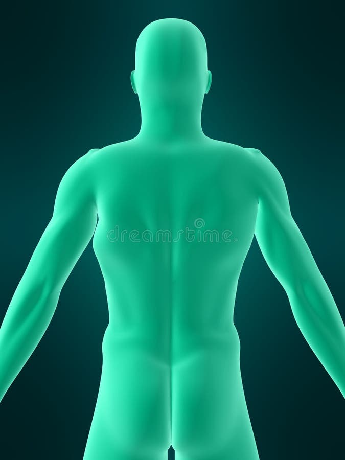 Human back stock illustration. Illustration of physical - 17390596