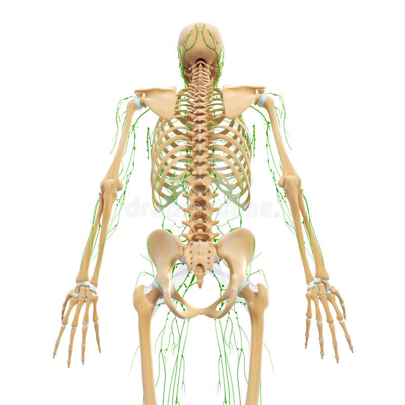 Female Side View Lymphatic System Stock Illustration - Illustration of ...