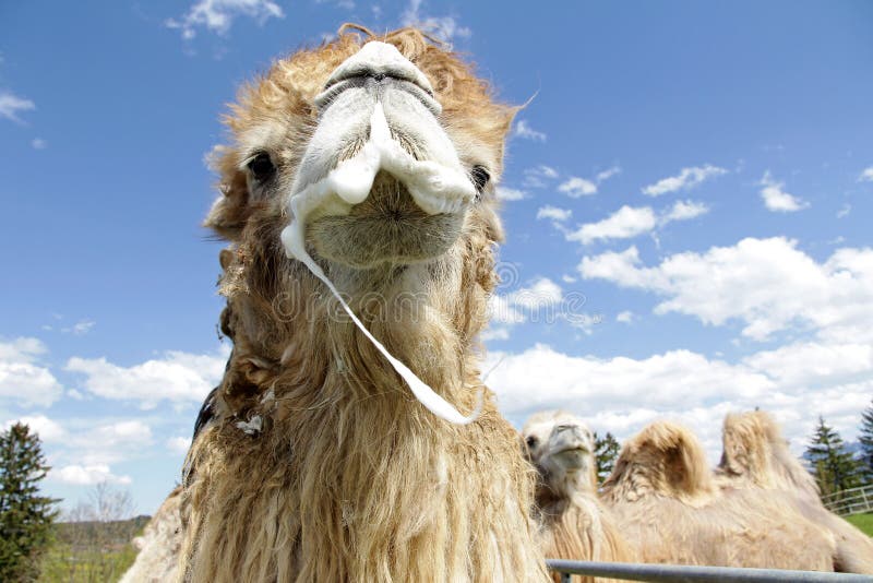 Male Bactrian Camel is Ready To Mate Stock Image - Image of foam ...