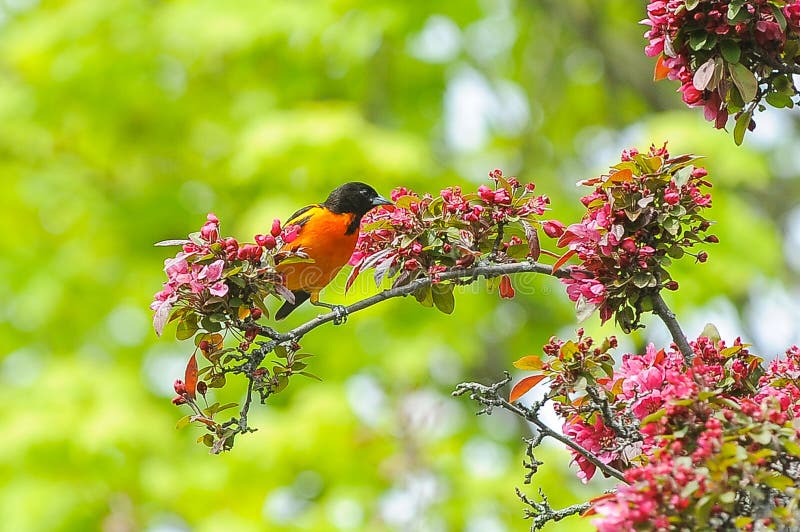 Baltimore oriole stock image. Image of avian, outdoors - 118278489