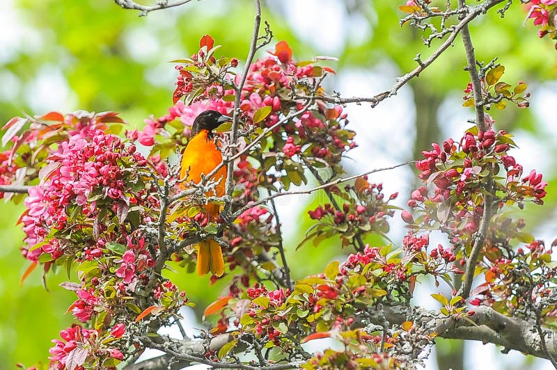 Baltimore Oriole stock photo. Image of tree, beautiful - 118278512
