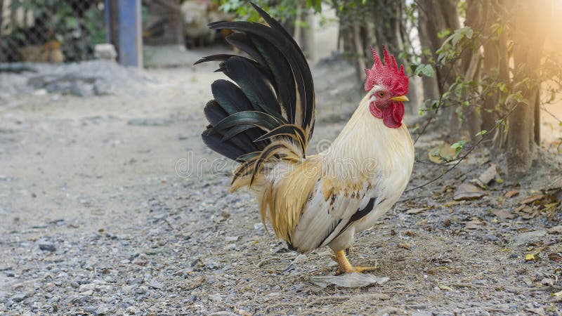 The Male Bantam Forage on the Ground .red Rooster Stock Image - Image ...