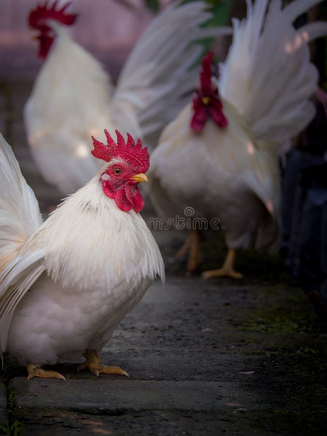 The Male Bantams Standing stock image. Image of color - 122287007