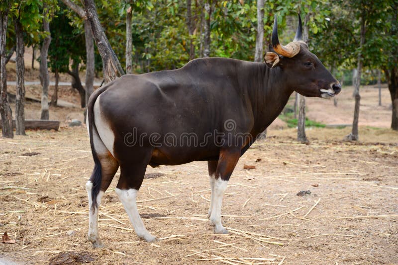 Banteng stock image. Image of cattle, zoology, banteng - 108773659