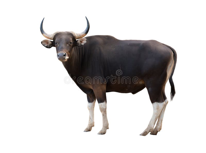 Banteng stock photo. Image of horn, nature, cattle, wildlife - 48879822