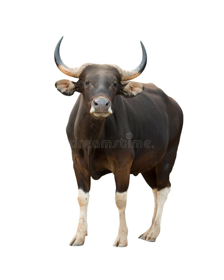Banteng stock photo. Image of horn, nature, cattle, wildlife - 48879822