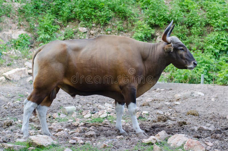Male banteng stock image. Image of bull, wildlife, wild - 34450593