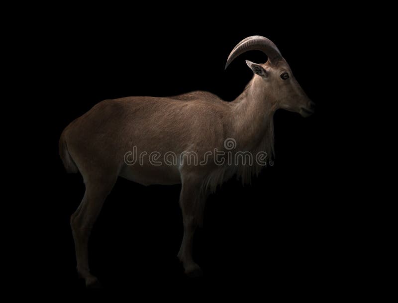 Male Barbary Sheep in the Dark Stock Image - Image of black, africa ...