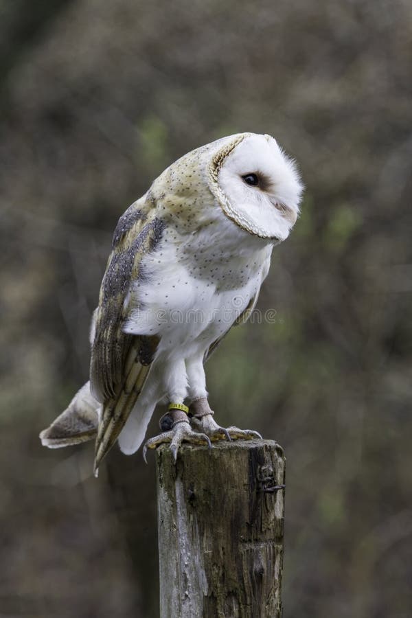Male Barn Owl stock image. Image of faced, hunter, ghostly - 71744001