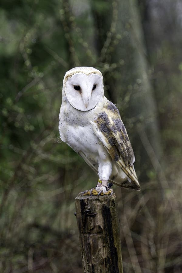 Male Barn Owl stock image. Image of monkey, ghost, alba - 71744011
