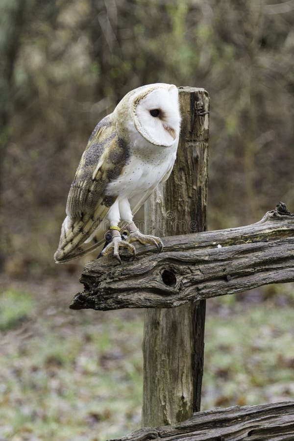 Male Barn Owl stock photo. Image of ghost, feathers, white - 71744006